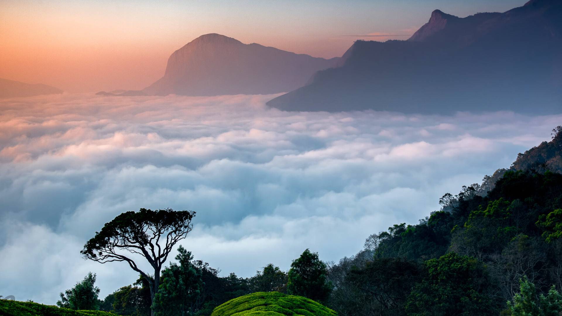 Munnar 3-Day Tour Package | Tea Gardens, Waterfalls & Wildlife
